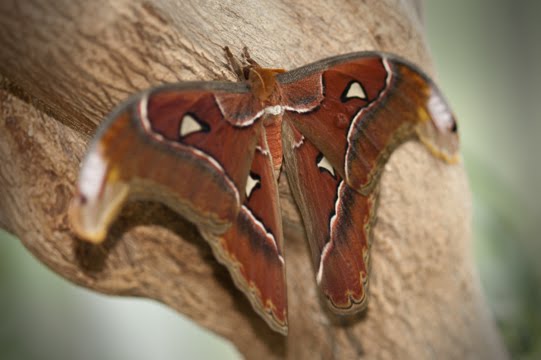 Pacific Science Center Life Sciences: Atlas Moths