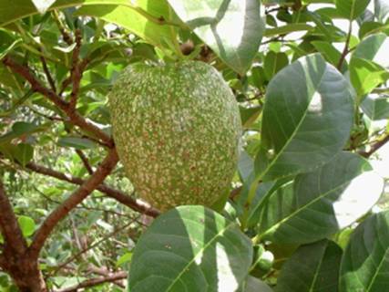 Saúde pelas Plantas: A família das Anonáceas
