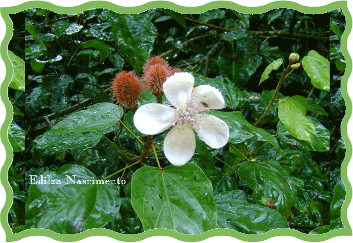 Saúde pelas Plantas: Vermelho medicinal