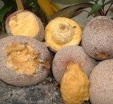 Saúde pelas Plantas: Frutas exóticas - Pajurá