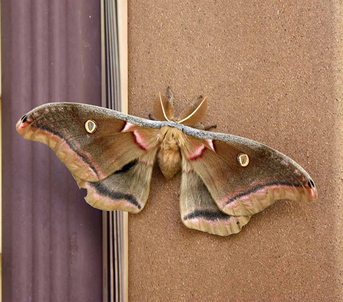 MooMama: A Huge Moth