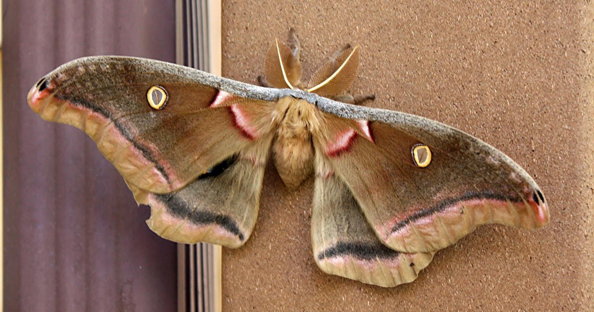 MooMama: A Huge Moth