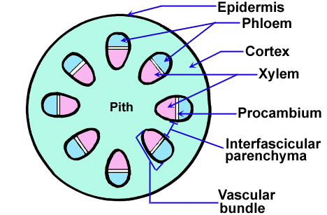 SCIENCE AND TECHNOLOGY: Plants Anatomy along with secondary Growth