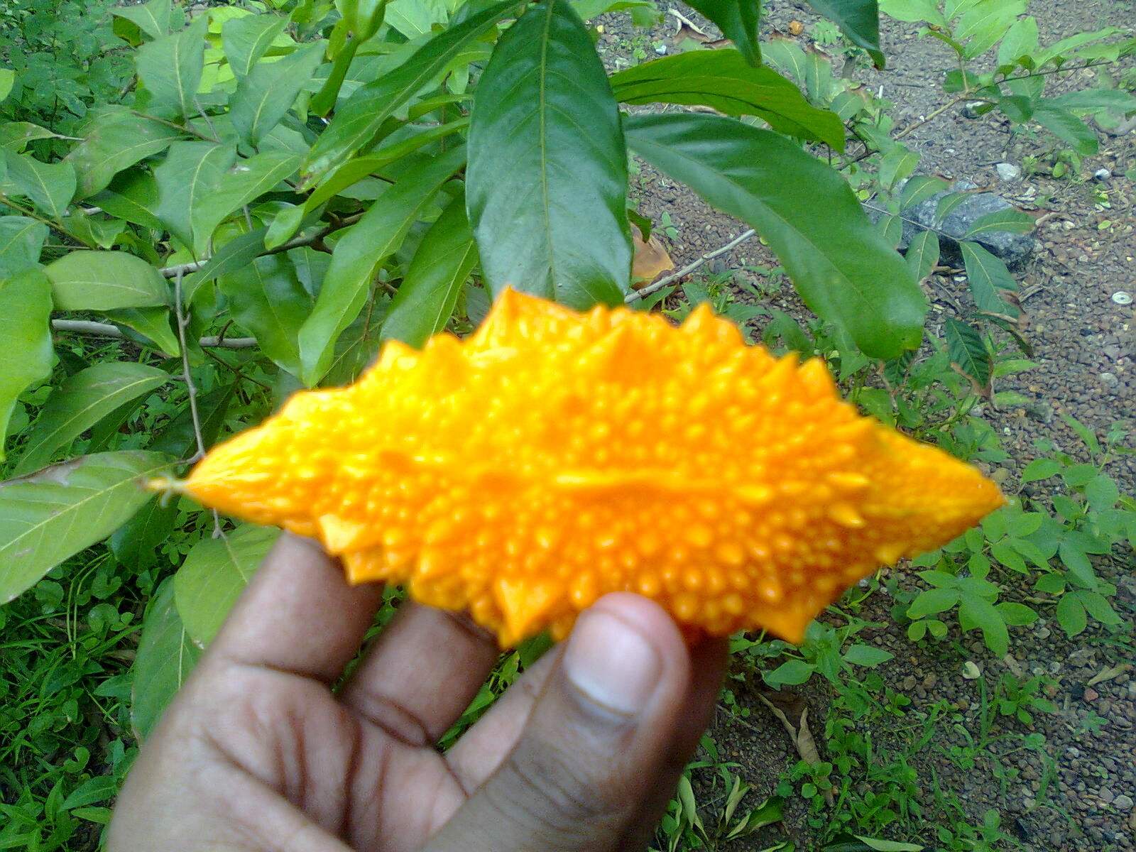 PHOTOGRAPHY: Bittergourd ( Karawila)