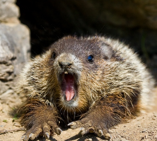 Oubliette Magazine: Happy Groundhog Day