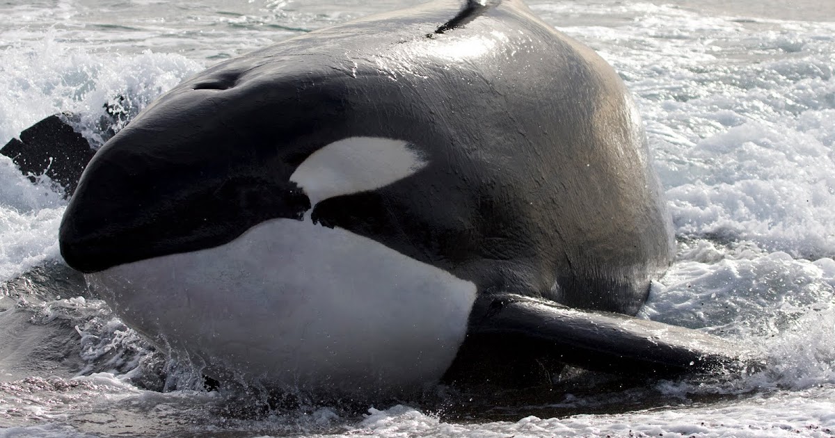 Wild Orca: Genetic study shows orcas are more than one species