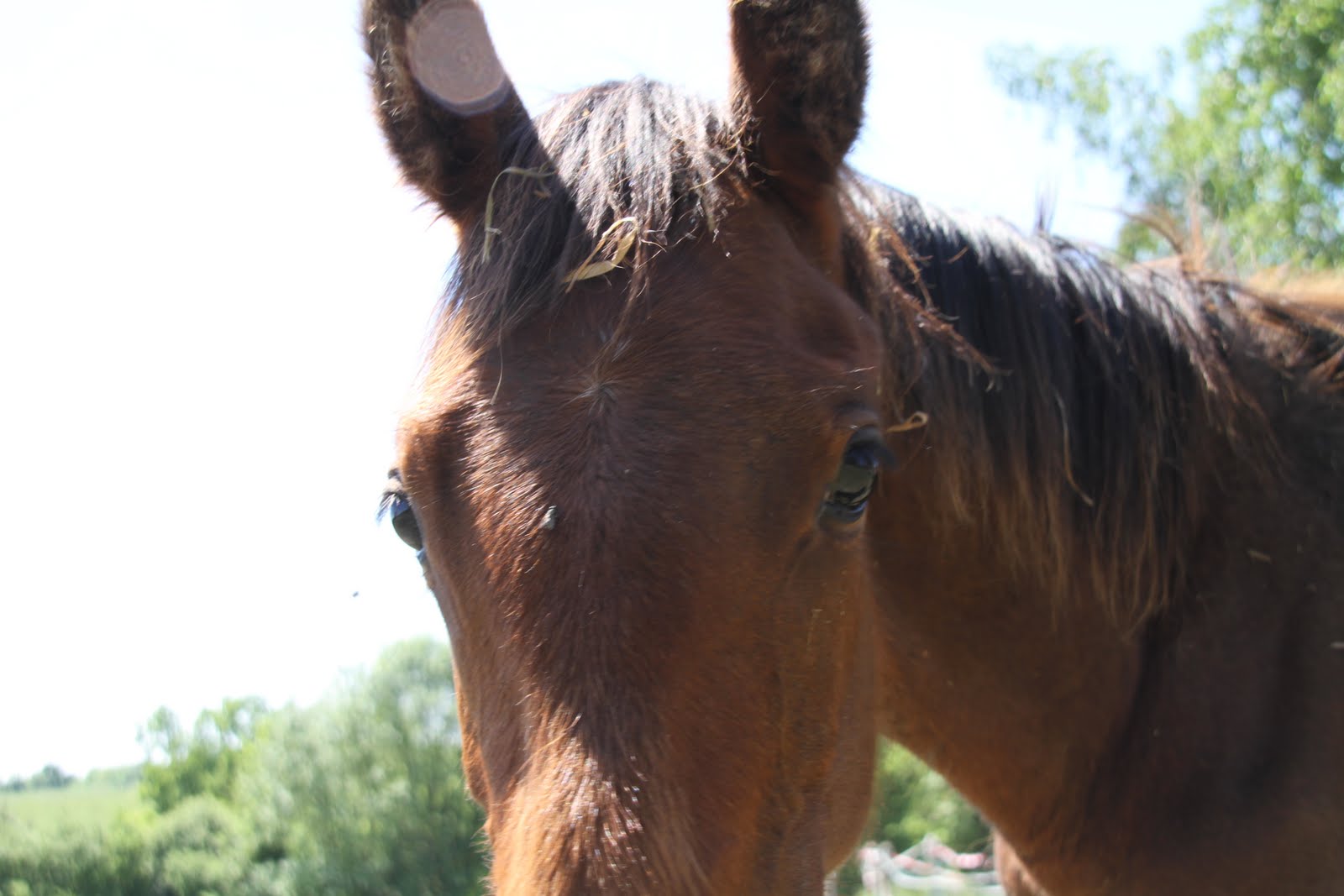 Christian Marechal Shiatsu