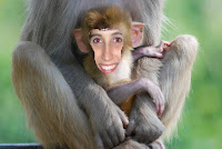 Porque todo está como la mona....