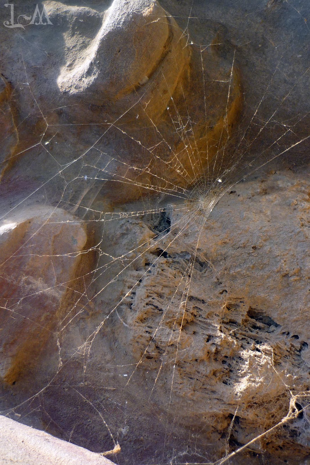 Memorias de la Manzana: Mis fotografías: "Telaraña"