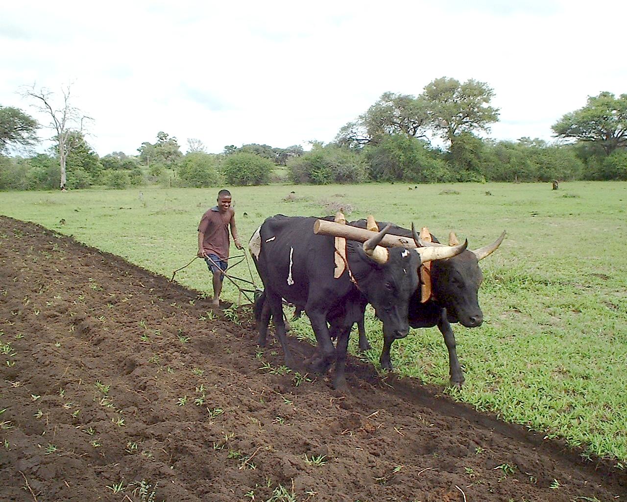 Mbukushu TEE Project: The Background