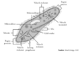 OptiLab Mikroskop Digital Camera: Paramecium Sebagai Salah Satu Contoh ...