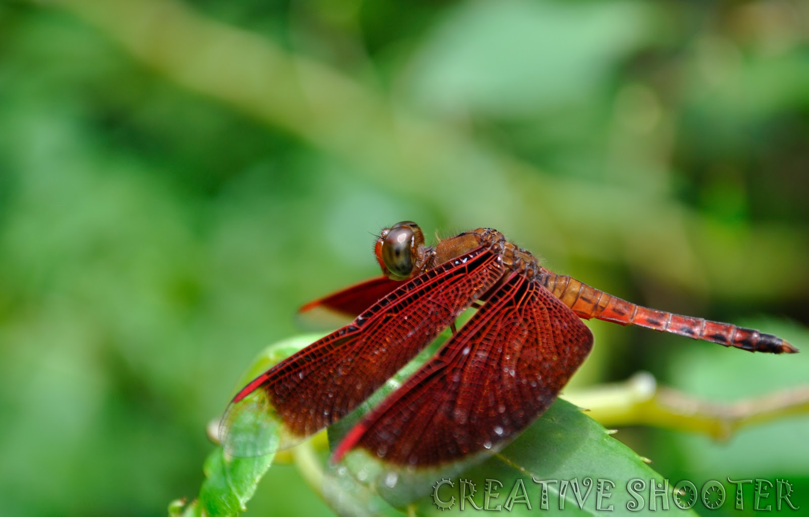 CLs IMAGES: DragonFly @ Pepatung