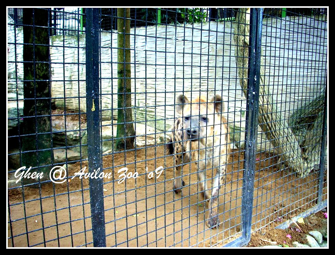 Travel ^ Adventure ^ Photography: AVILON ZOO