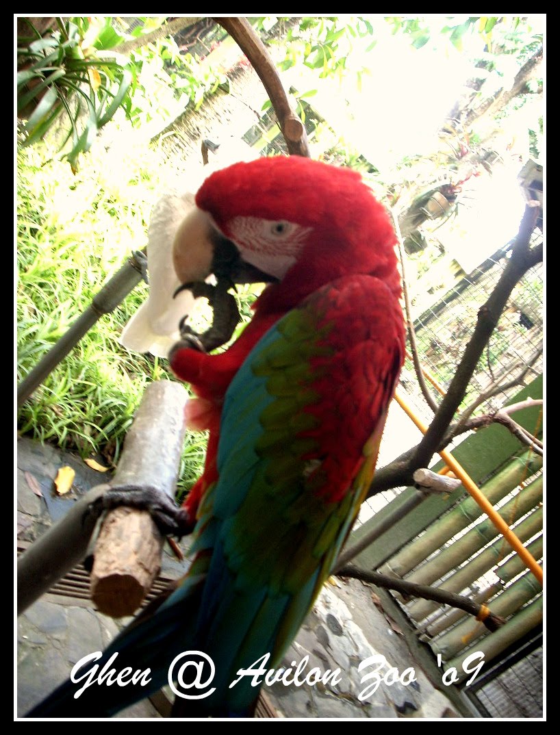 Travel ^ Adventure ^ Photography: AVILON ZOO