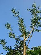 Philippine Native Forest Trees: SPRING IS IN!