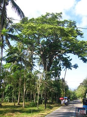 Philippine Native Forest Trees: KALUMPIT (Terminalia Microcarpa)