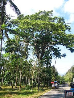 Philippine Native Forest Trees: KALUMPIT (Terminalia Microcarpa)