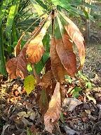 Philippine Native Forest Trees: A LESSON LEARNED.