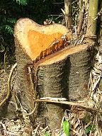Philippine Native Forest Trees: OBITUARIES.......MAY THEY REST IN PEACE!