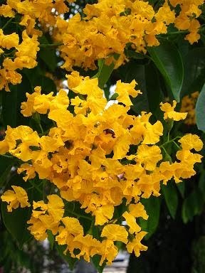 Philippine Native Forest Trees: PHILIPPINE NATIONAL TREE.