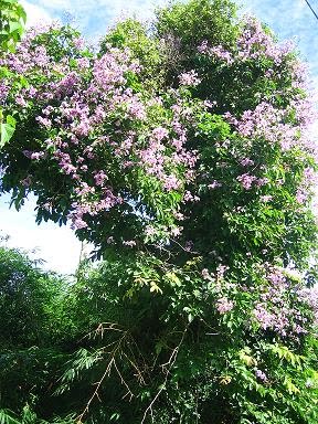 Philippine Native Forest Trees: Banaba a Family of the Crape Myrtle.