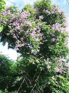 Philippine Native Forest Trees: Banaba a Family of the Crape Myrtle.