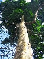 Philippine Native Forest Trees: DAO MASSACRE. (Reminiscing the Times We ...