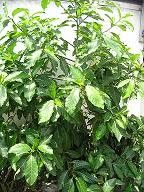 Philippine Native Forest Trees: HAUILI (Ficus septica) - A very ...