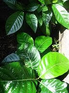 Philippine Native Forest Trees: HAUILI (Ficus septica) - A very ...