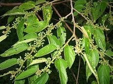 Philippine Native Forest Trees: ANABIONG (Trema orientalis) is one of ...