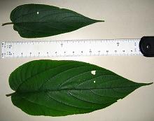 Philippine Native Forest Trees: ANABIONG (Trema orientalis) is one of ...