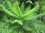 Philippine Native Forest Trees: Lamio (Dracontomelon Edule) the cousin ...
