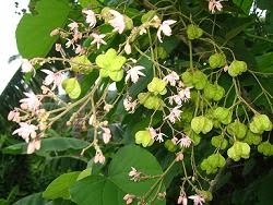 Philippine Native Forest Trees: Tan-ag (Kleinhovia hospita) can be ...