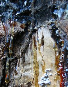 Philippine Native Forest Trees: PAGSAHINGIN o SAHING.