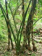 Philippine Native Forest Trees: KALUMPIT (Terminalia Microcarpa)