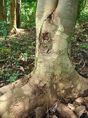 Philippine Native Forest Trees: September 2010