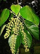 Philippine Native Forest Trees: ALIM (Melanolepis multiglandulosa var ...