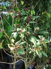 Philippine Native Forest Trees: Checking out the native flora being ...