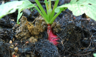 My little vegetable garden: Red Radish Roots Bulging
