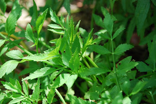 My little vegetable garden: Daun Selom, such delicacy.