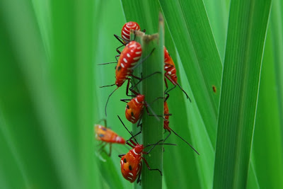 My little vegetable garden: A colony of red bugs in our garden