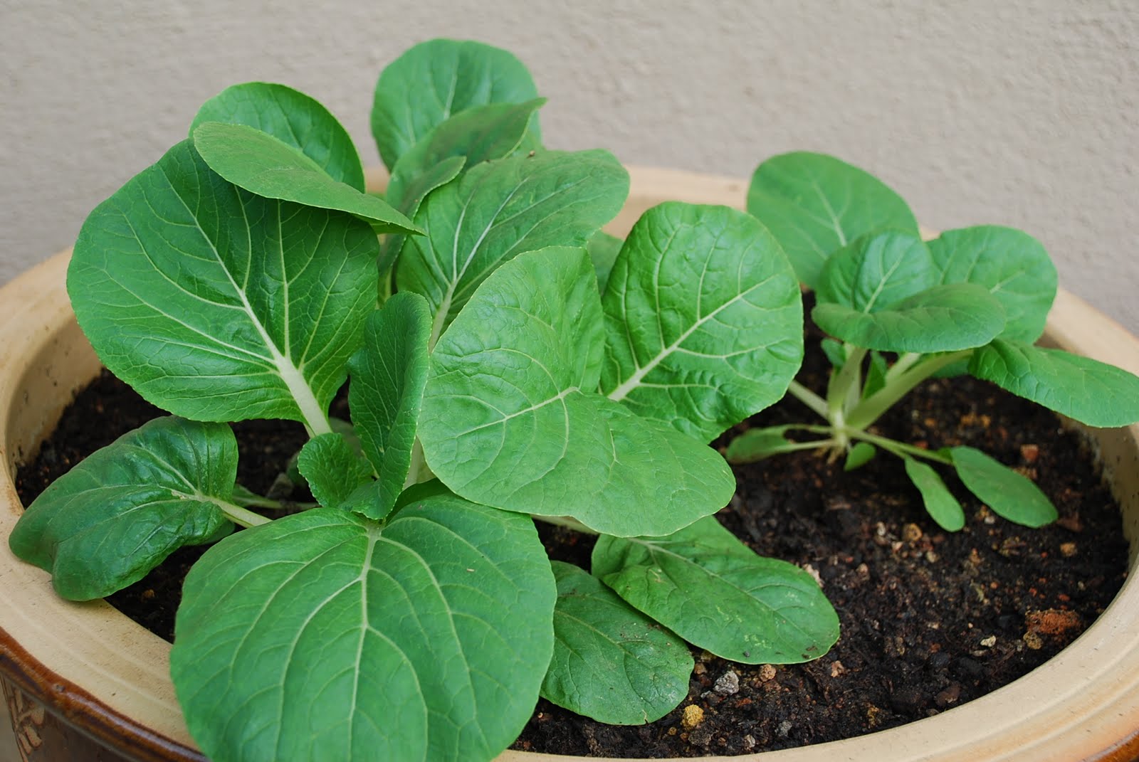My little vegetable garden: Pak Choy adding more leaves