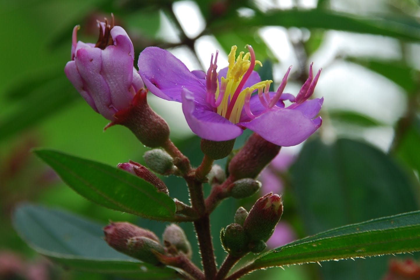 My little vegetable garden: When Senduduk blooms
