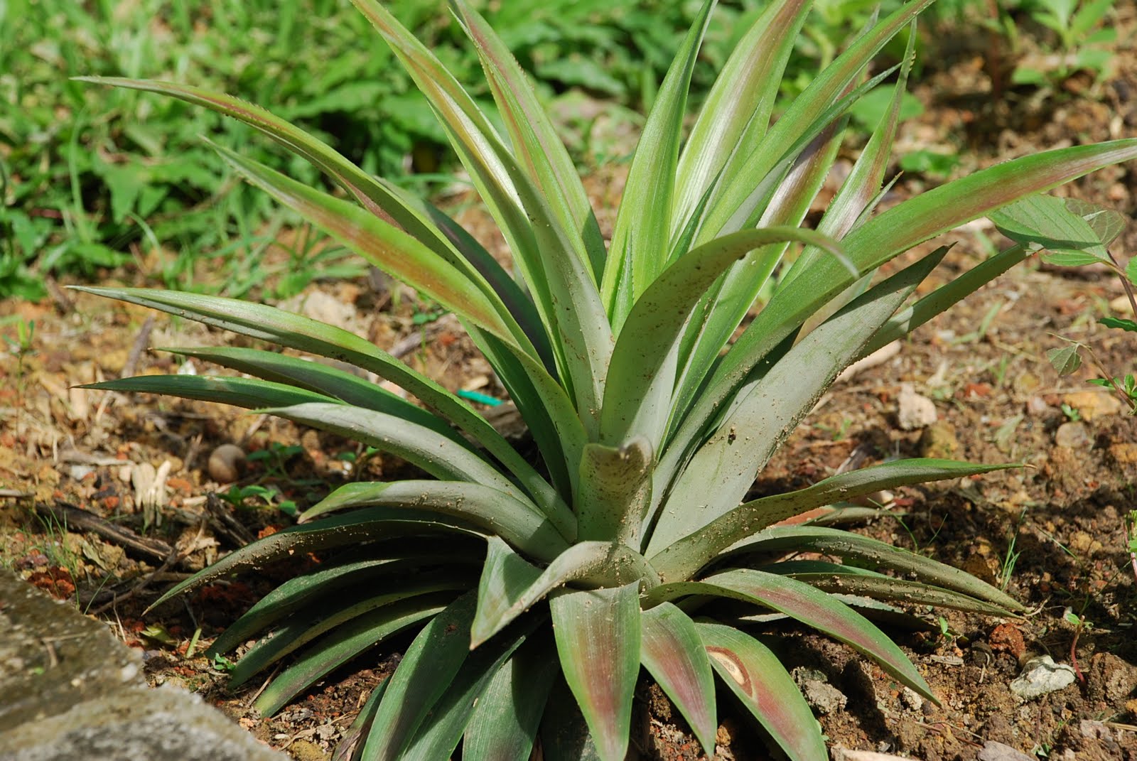 My little vegetable garden: pineapple gripping hard.