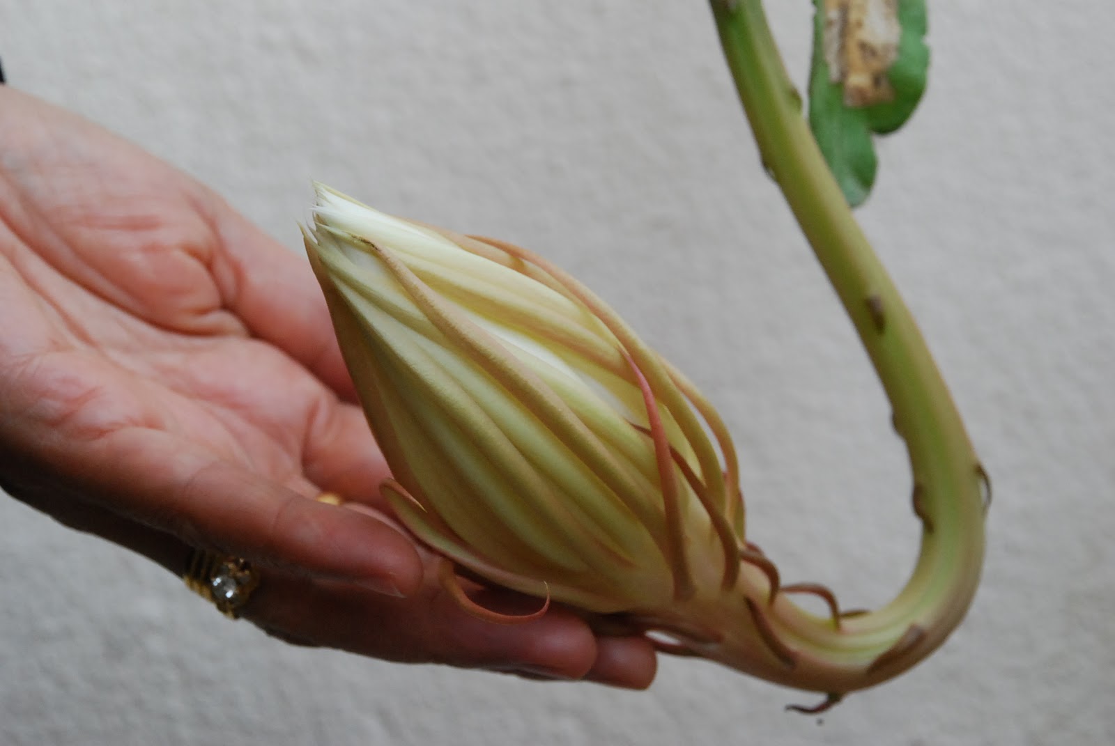 Bunga Bakawali; the day it blooms - Design Kebun