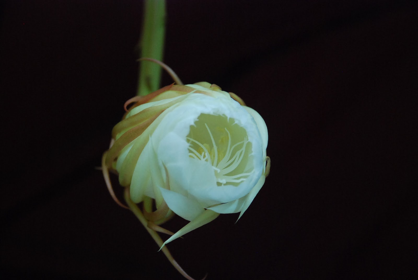 My little vegetable garden: Bunga Bakawali blooming: 8pm -9pm at the ...