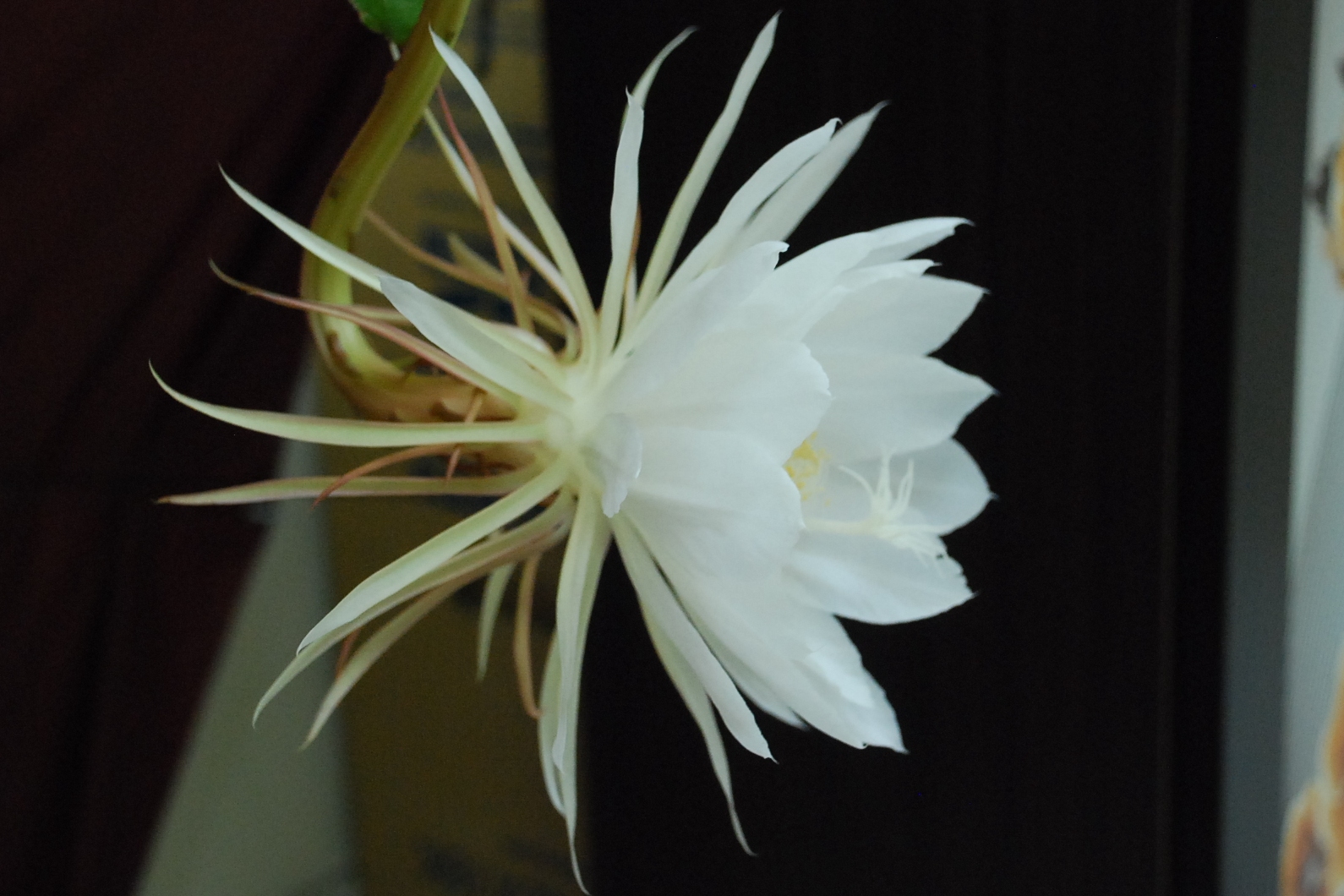 My little vegetable garden: Bunga Bakawali Blooming: 11pm - 12midnight ...