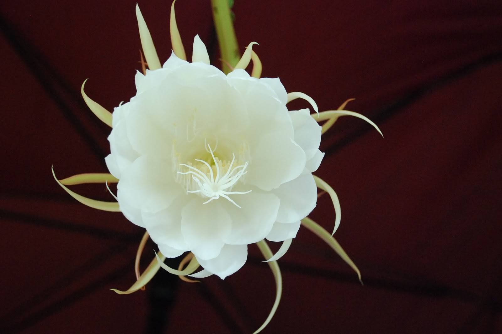 My little vegetable garden: Bunga Bakawali blooming: 9pm - 10pm at the ...