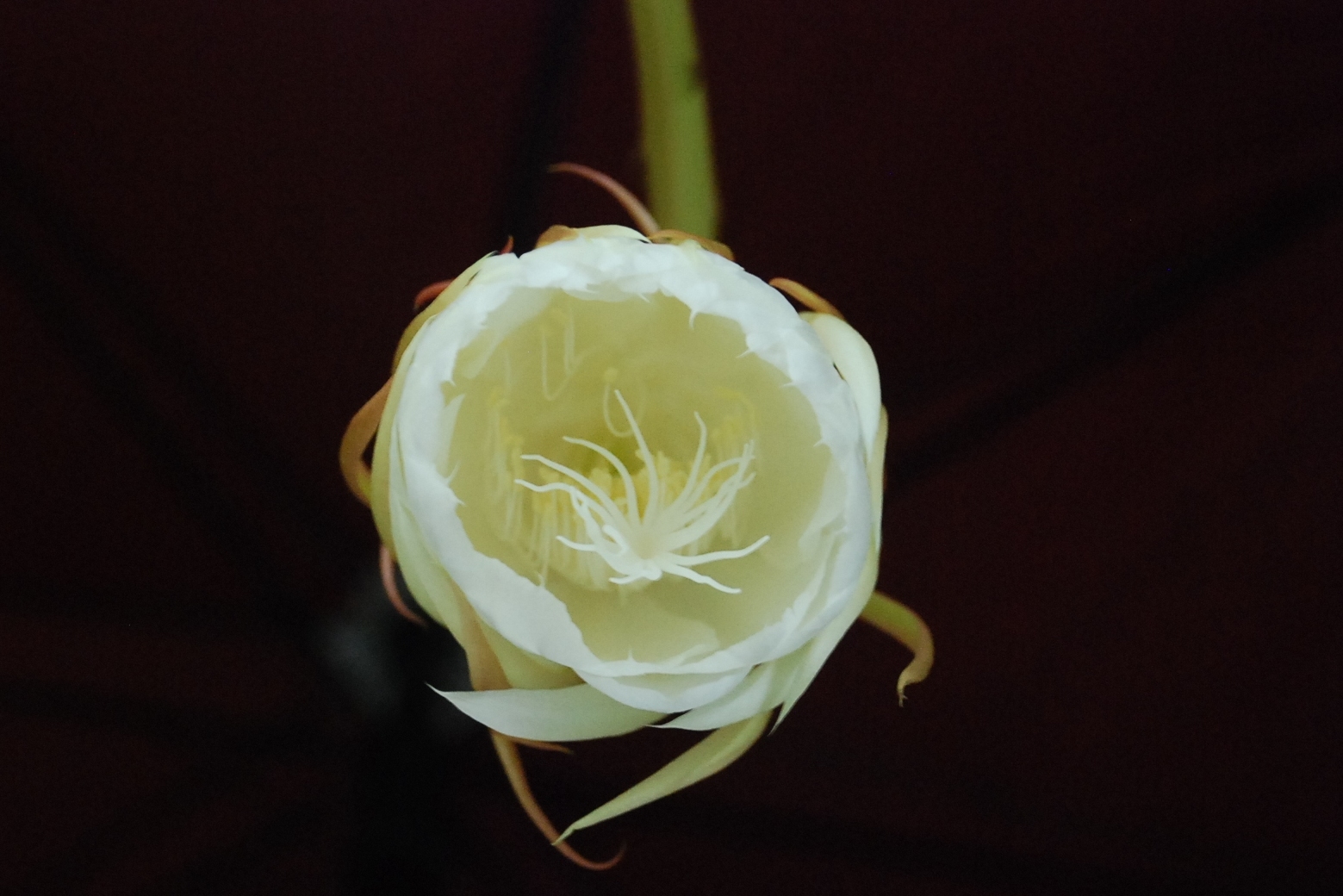 My little vegetable garden: Bunga Bakawali Blooming, the stages.