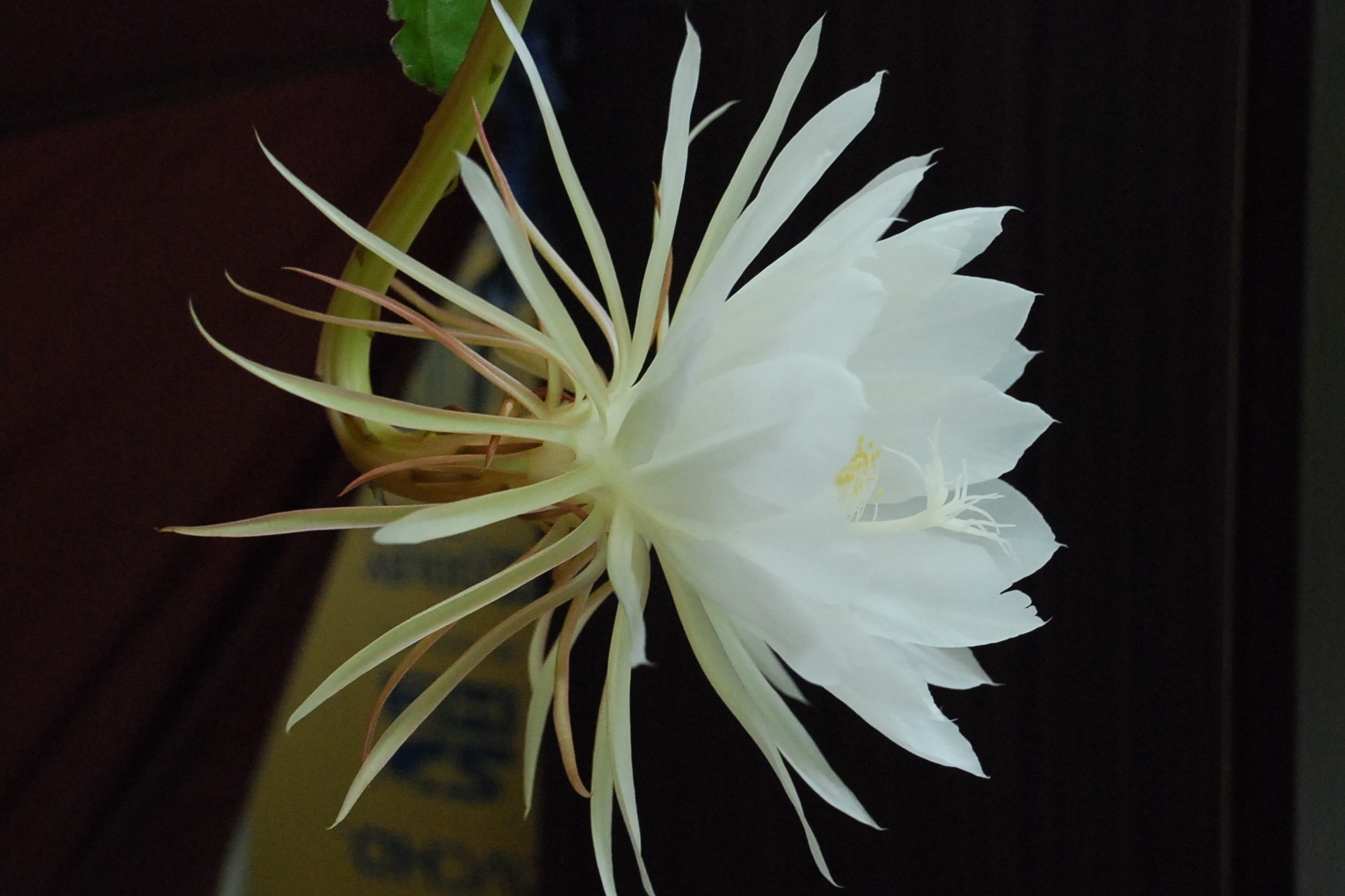 My little vegetable garden: Bunga Bakawali Blooming, the stages.